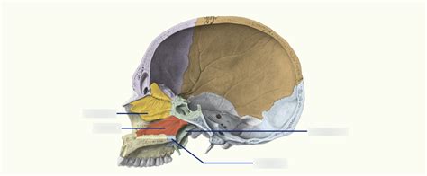 Diagram Of MSK Anatomy Of The Skull Quizlet