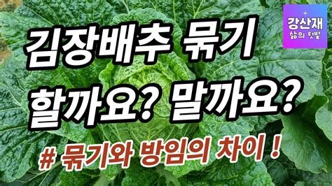 텃밭 김장 배추 묶기 여부에 대한 답입니다 Youtube