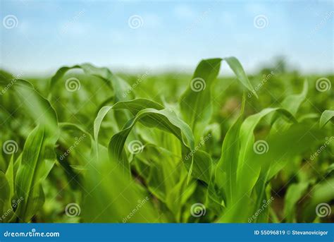 Young Maize Corn Crops Leaves In Field Stock Image Image Of Field