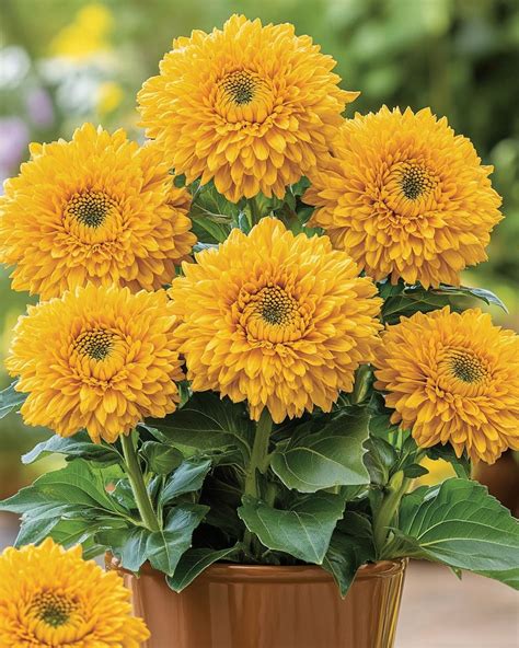 Simple Teddy Bear Sunflowers Helianthus Annuus Teddy Bear Teddy Bear Sunflowers Are
