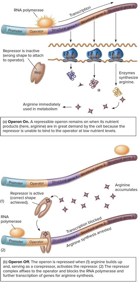 A Repressible Operon Bacterial Operons For The Synthesis Of Amino Acids