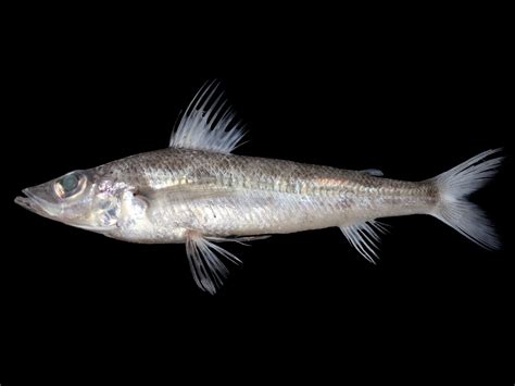 トモメヒカリChlorophthalmus acutifrons Hiyama 1940 フィッシュズカン