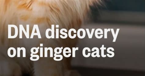 Dna Discovery Explains Fur Color Of Ginger Cats