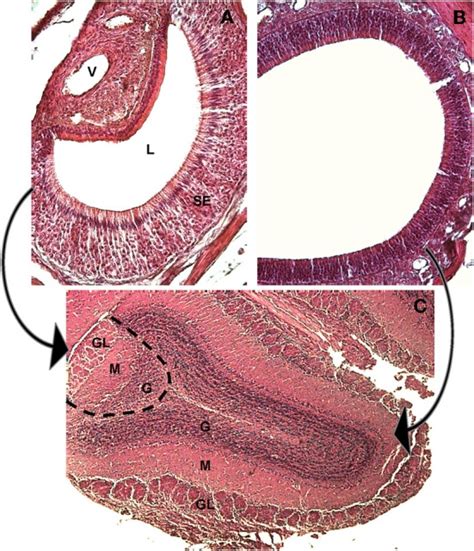 The Main And Accessory Olfactory Epithelia Of The Mouse And Their Download Scientific Diagram