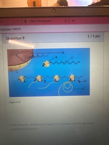 In Class Quizzes 9 Flashcards Quizlet