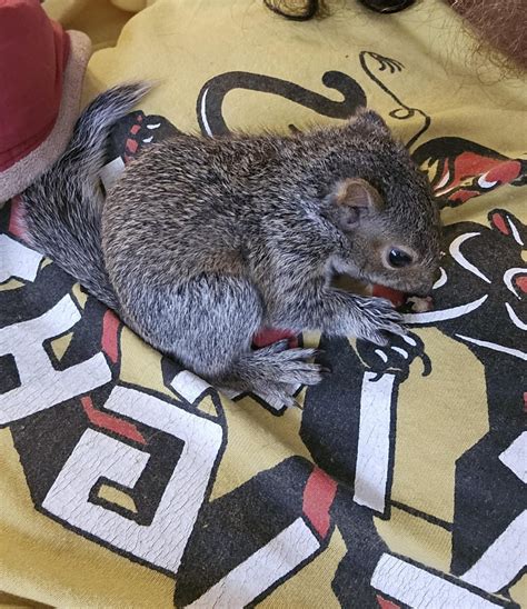 Do Tree Rats Count Rrats