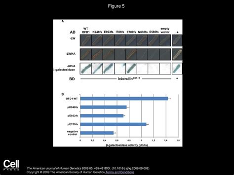 Ofd Is Mutated In X Linked Joubert Syndrome And Interacts With Lca Encoded Lebercilin Karlien