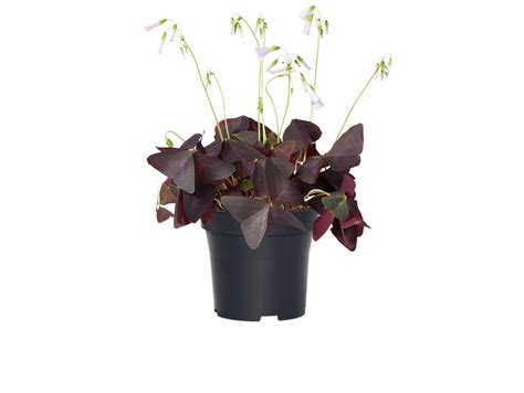 Oxalis Triangularis Purple Or False Shamrock Indoor Plants