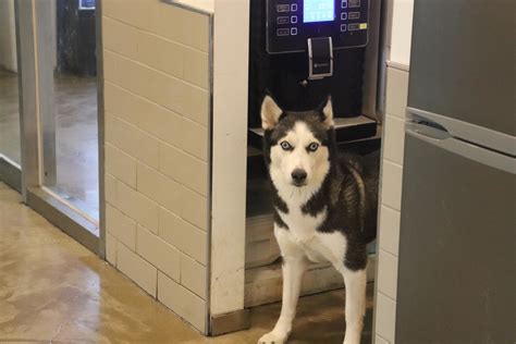 인천 2020 0277 허스키 순이 책임분양렉돌분양 털없는고양이 스탠다드푸들 실버푸들분양 말티숑 애완견무료분양 터키쉬앙고라