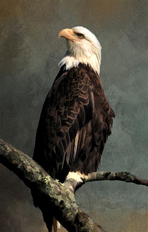 Regal Bald Eage Fabric Panel Bbp 001c Focus On Fabric