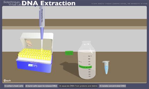 Virtual Labs Dna Extraction Play Online On Flash Museum 🕹️