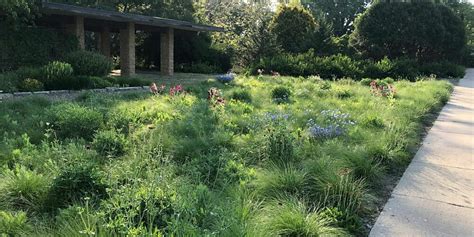 Olbrich Botanical Gardens Prairie Dropseed Meadow