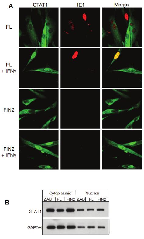 Nuclear Translocation Of Stat1 Is Not Altered By Ie1 A Download Scientific Diagram