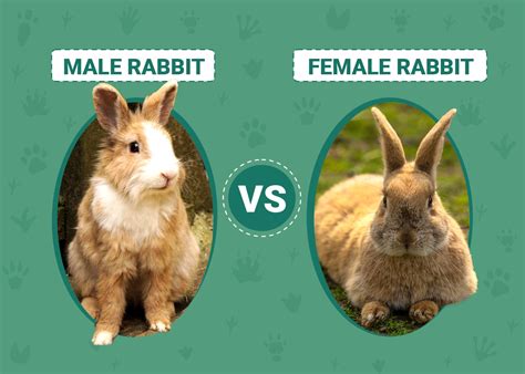 Male Vs Female Rabbit Differences Explained With Pictures Pangovet