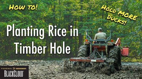 Planting Food For Ducks In 3 Easy Steps Duck Food Plots With Minimal