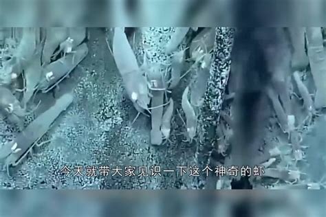 世上最耐高温的虾 耐温450度网友说那么怎么煮熟吃它呢 网友
