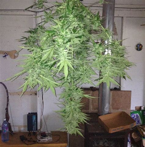 Drying Cannabis Mold Free Off Grid And Low Energy Mold Resistant Strains