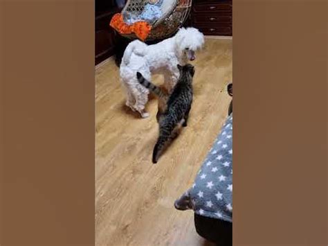 Как собака встречает кота, тайна общения, как Кот себя ведёт с молодой ...