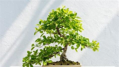 山東一女子，因「客廳虎皮蘭花開」走紅，真養眼，太讓人羨慕了！ Imomo植物識別
