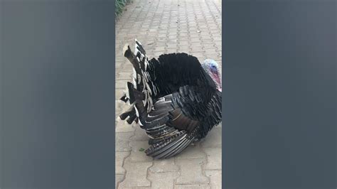 Turkey Birds Video Turkeybirds Turkeybird Youtube