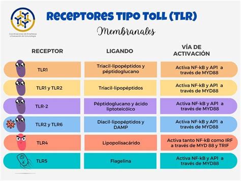 Receptores Tipo Toll Tlr Inmunologia Bioquímica Receptor