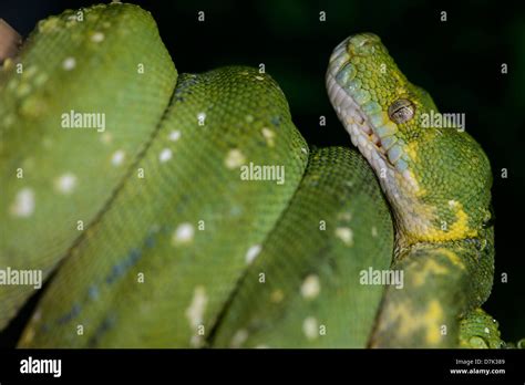 Green Tree Python Stock Photo Alamy