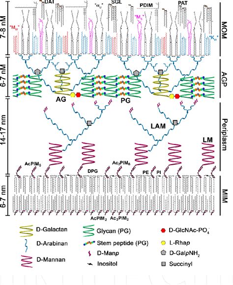 Mycobacterium Tuberculosis Cell Structure