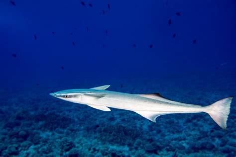 Le R Mora Ce Poisson Suceur Qui Se Colle Aux Requins