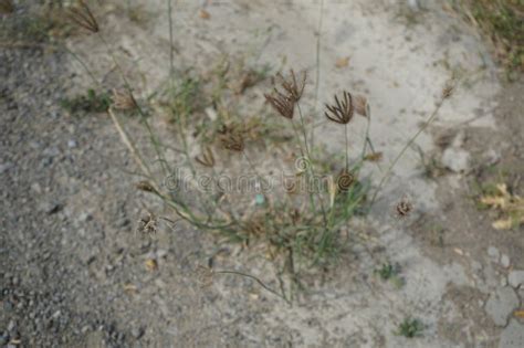 Chloris Barbata Grass Grows In April Khor Fakkan Sharjah United Arab