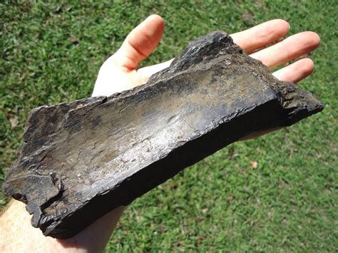 Large 1lb Section Of Mastodon Tusk Recently Sold Fossils