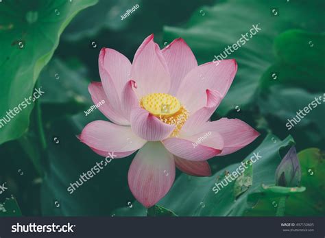 Beautiful Lotus Flower Vintage Colour Stock Photo Shutterstock