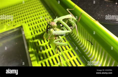 An European Female Praying Mantis Eats The Male Her Reproduction