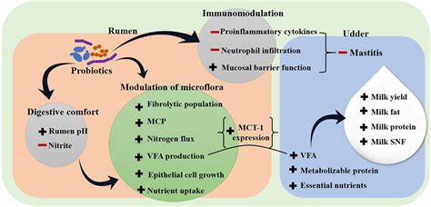 Frontiers Impact Of Probiotics On Dairy Production Efficiency