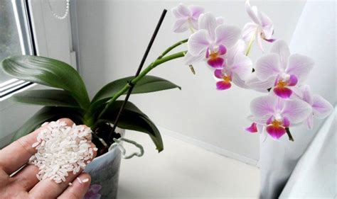 Як за допомогою звичайного рису змусити орхідею знову квітнути