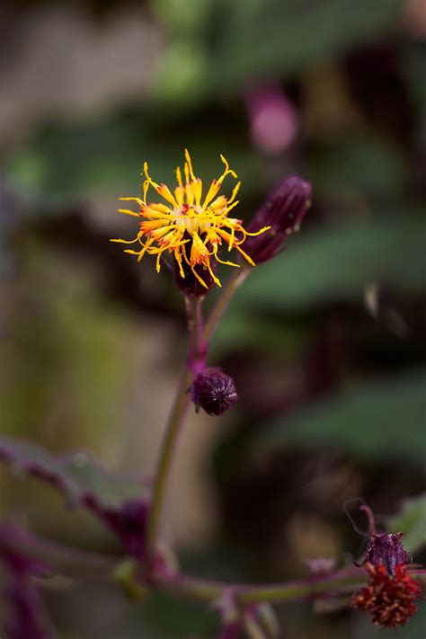 How To Grow And Care For Purple Passion Plants Gardeners Path