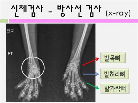고양이스코티쉬폴드 유전병의 골연골 이형성증sfocd 선데이청담우리동물병원 네이버 블로그