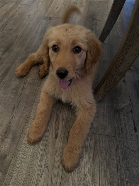 Alumni Doodle Rock Rescue Dallas Tx