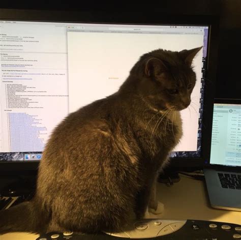 Code Review Cat Blank Template Imgflip