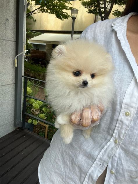 포메라니안 분양 분양 실패한 견주 80가 놓친 체크리스트 네이버 블로그