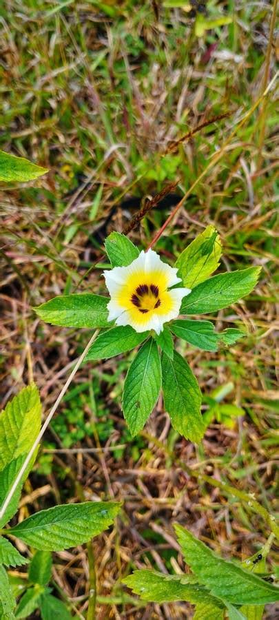 Stunning Wild Flower Part Four Stock Image Image Of Wild Four 289207703