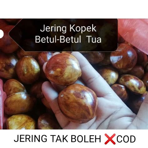 Jering Betul Betul Tua Jering Tua Jengkol Tua Jering Kopek Tua Jering Sambal Jering Muda