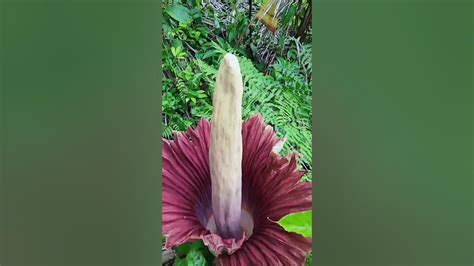 Kita Menemukan Bunga Bau Bangke Youtube