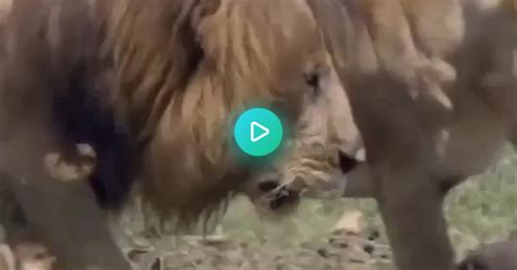 Protecting The Pride Album On Imgur