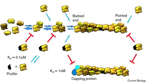 Cellular Regulation Of Actin Network Assembly Current Biology