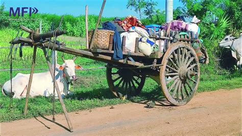 ပုလဲမှာ စစ်အုပ်စုက ဓားစာခံဖမ်းထားတဲ့ ပြည်သူကို အများရှေ့မှာ သတ်ဖြတ်ပ
