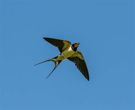 Hirundo Rustica 五顏六色的羽毛 側面圖 優美 動物 動物的眼睛 動物行為 吞 喙 埃及 埃及野生動物