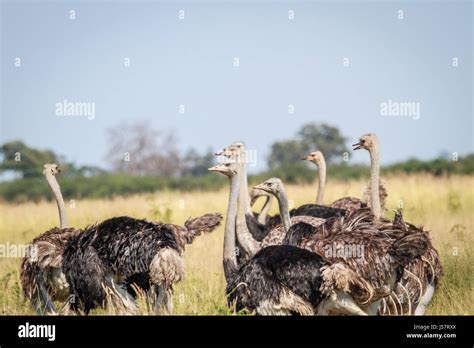 Group Of Ostriches Standing In High Grass In The Chobe National Park