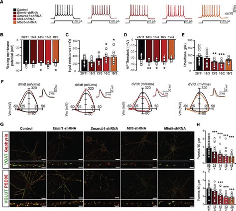 Increased Excitability And Altered Excitatoryinhibitory Synaptic