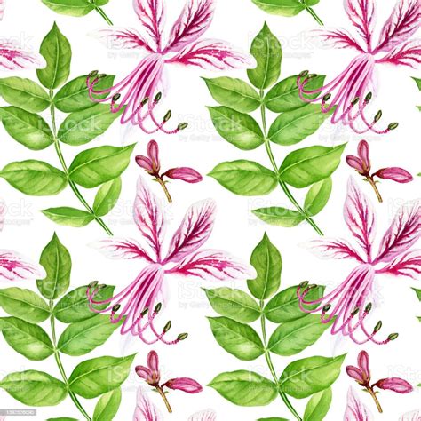 수채화 꽃 루타케아 새싹 나뭇잎 분홍색 꽃 손으로 그린 스케치 고립 된 0명에 대한 스톡 벡터 아트 및 기타 이미지 0명 고풍스런 귀여운 Istock