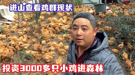 【深山养殖看个够】投资百万3000多只小鸡进森林！8个月过去了，今天进山查看鸡群咋样了！【王玮先生】 Youtube